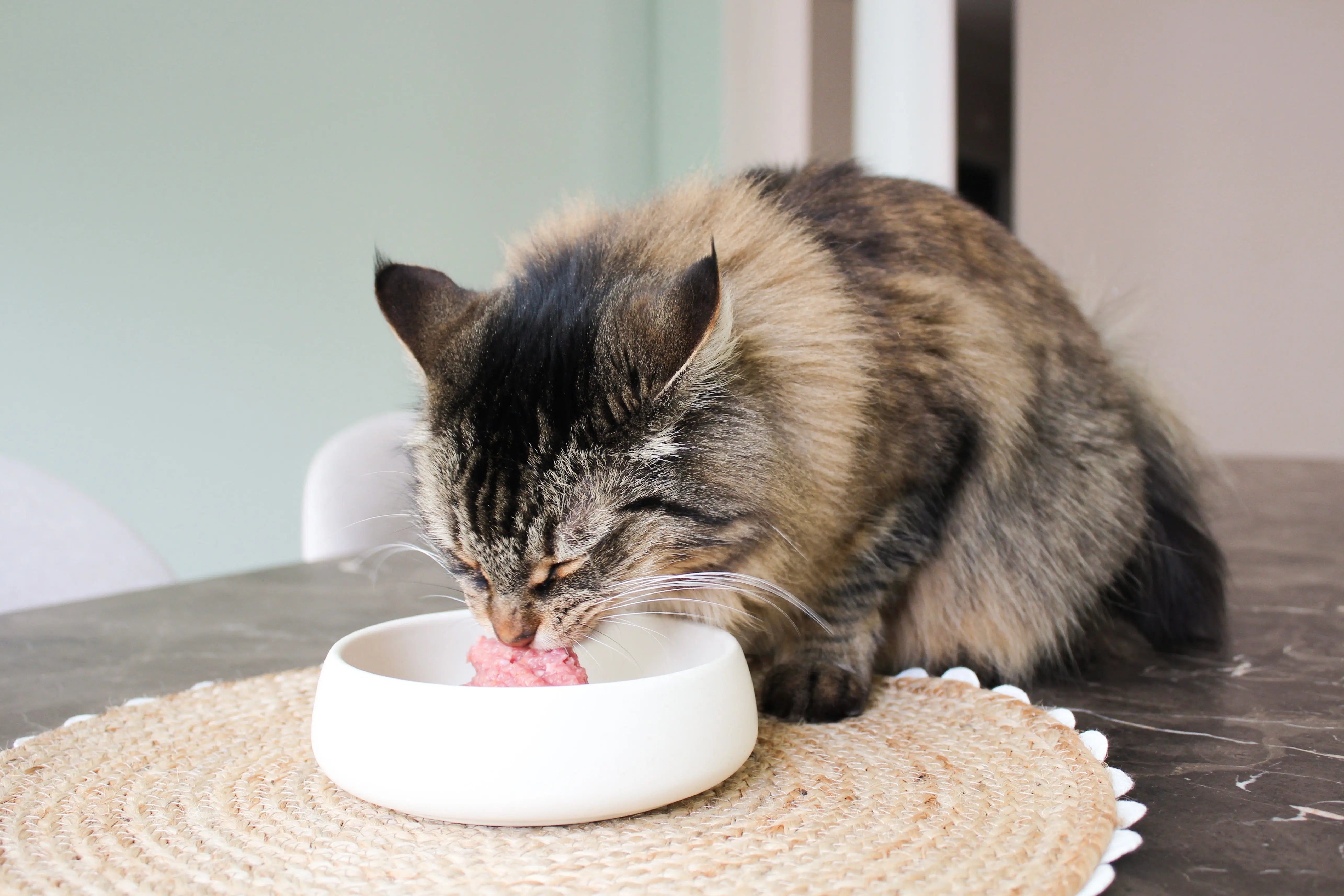 Am I Overfeeding My Cat? How to Tell & What to Do | Darwin’s – Darwin's